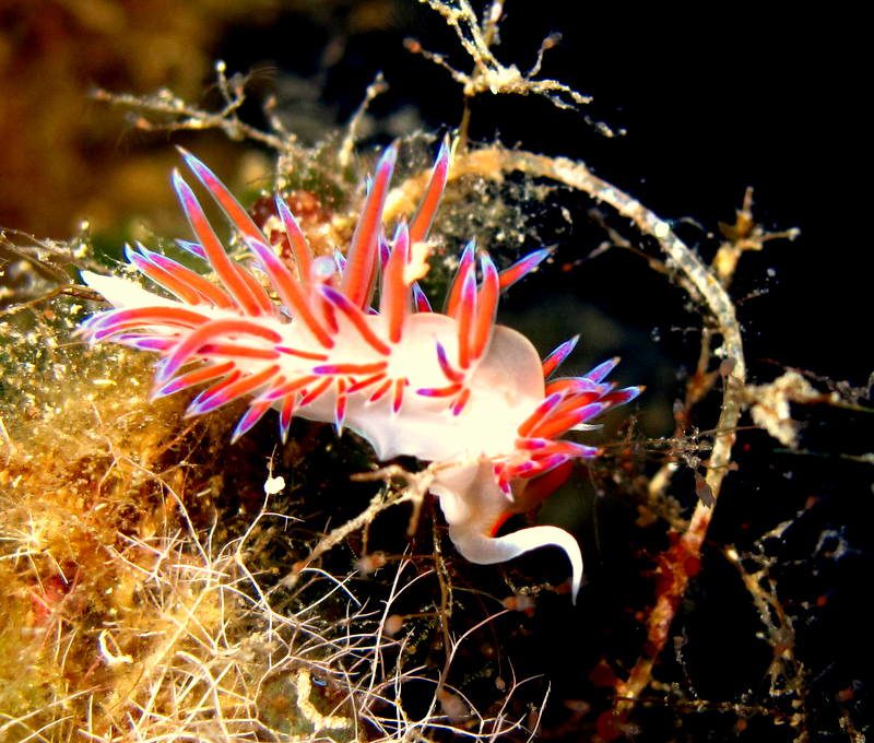 Peak Performance Buoyancy | Mykonos Diving Center | Diving Courses